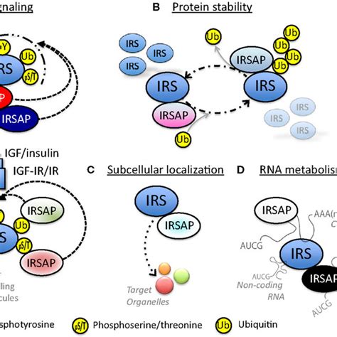 Key Candidate Molecules Activated By Igfbp 3 Igfbp 3 Can Activate