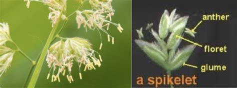 Bot 1200 Midterm Review Flashcards Quizlet