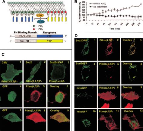 Analysis Of Phosphoinositide Distribution In The Redox Engineered