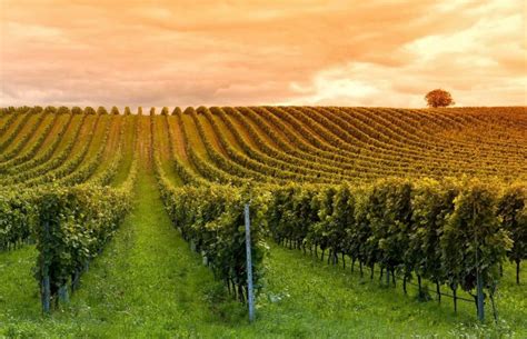 Купить яблоки в Молдове оптом у производителей на сайте Frukt Md