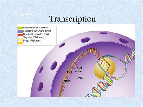 PPT Structure Of RNA PowerPoint Presentation Free Download ID