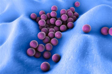 Fluorotype® Mrsa Ver 30 Bruker