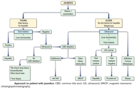Approach To The Neonate With Jaundice Diagnosis Grepmed