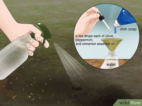 11 Ways To Get Rid Of Bumble Bees WikiHow