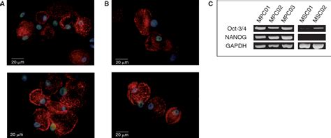 Figure 3 From Selective Culture Of Mesodermal Progenitor Cells Semantic Scholar