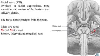 Cranial Nerve 7 Cranial Nerve 7 Cranial Nerve 7pdf