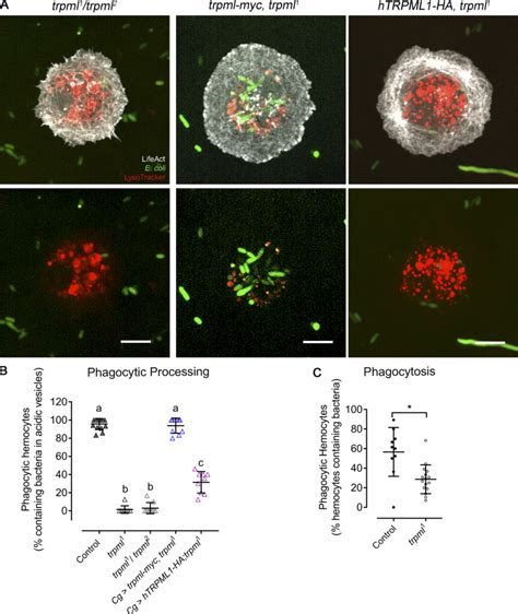 genetic complementation and rescue of trpml¹ phenotypes in phagocytic