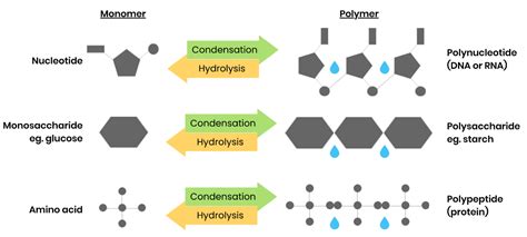 1 1 Monomers And Polymers Flashcards