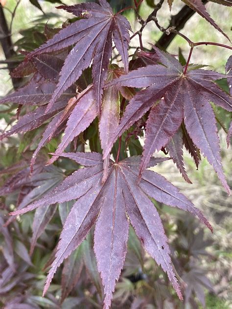 The Best Acer Garden Acer Palmatum ‘pixie Delights Poppins Plants