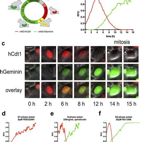 Ht1080 Fucci Show Strong Cell Cycle Associated Cell Death Cell Download Scientific Diagram