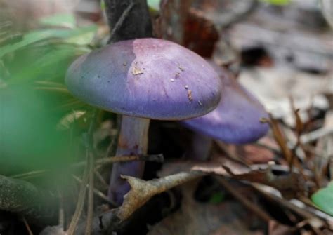 푸른끈적버섯 끈적버섯과 네이버 블로그