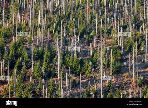 Broken Dead Spruce Trees Afflicted By European Spruce Bark Beetle Ips Typographus L