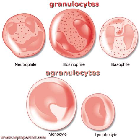 Granulocytes And Agranulocytes