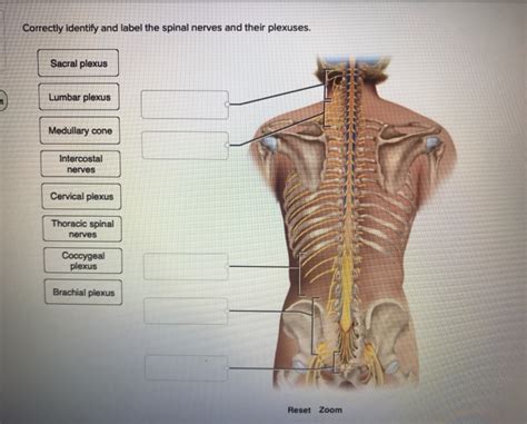Solved Nerve Plexuses Label The Picture Cervical 50 Off