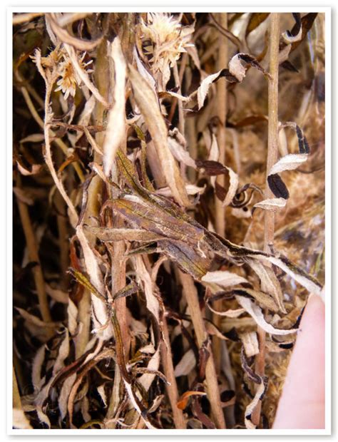 Identifying And Harvesting Rabbit Tobacco Gwens Nest