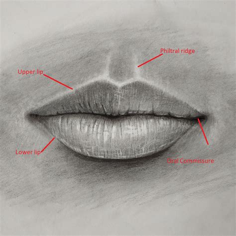 How To Draw Lips Front View Lov4arts Lip Drawing