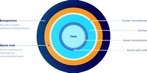 What Is C Diff Risks Symptoms And Prevention