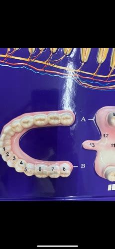 Teeth Lab Flashcards Quizlet