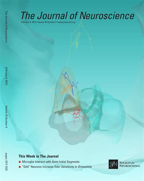 Assessment Of The Limits Of Neural Phase Locking Using Mass Potentials Journal Of Neuroscience