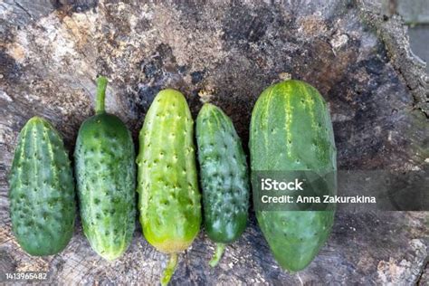 나무 그루터기에서 수확 한 신선한 익은 녹색 집에서 자란 오이를 닫습니다 건강한 식습관 다이어트 영양의 개념 표지 달력 엽서 벽지 배경 제품을 위한 그림 가을에 대한 스톡