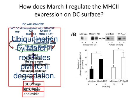Ppt Regulation Of Mhcii Expression And Antigen Presentation
