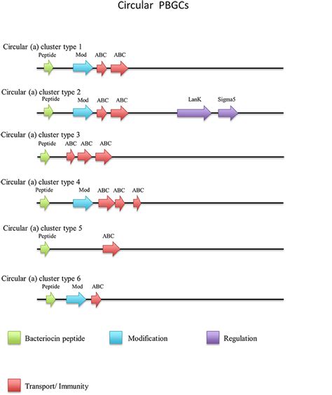 Frontiers In Silico Prediction And Exploration Of Potential Bacteriocin Gene Clusters Within