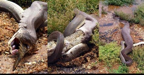 အစာအဖြစ် မိကျောင်းကြီးတစ်ကောင်လုံးကို ဖြေးဖြေးချင်း မြိုခဲ့တဲ့ အန်နာကွန်နာမြွေကြီး Myanmarload