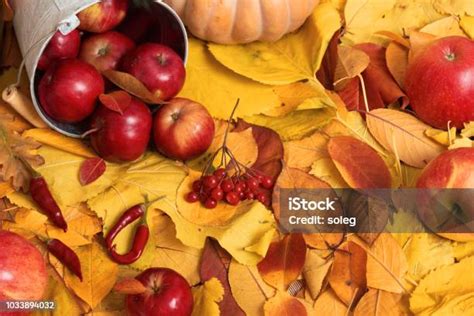 가 수확과일과 야채 떨어진된 노란 잎 사과 호박로 웬 후추에 있습니다 가 시즌을 위한 완벽 한 배경입니다 0명에 대한 스톡 사진 및 기타 이미지 Istock