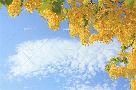 عکس با کیفیت منحصربفرد شکوفه های زرد آویزان از درخت و آسمان آبی در پس