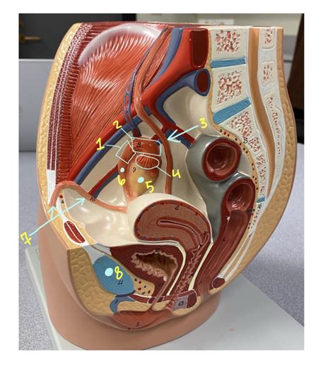 A P 2 Lab Exam 3 Diagram 30 Diagram Quizlet