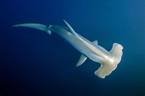 10 Types Of Hammerhead Sharks