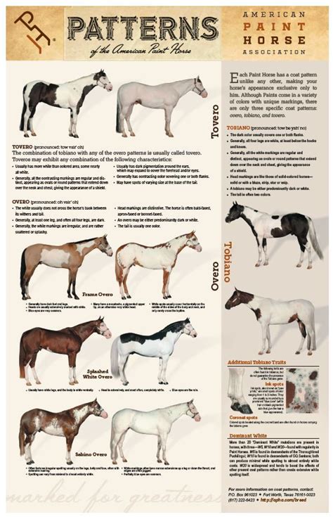 Patterns Of The Paint Horse Artofit