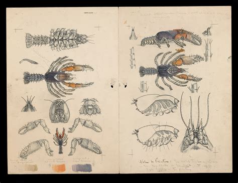 Crustaceans Diagram Lobster Crustaceans Animals Collection Our