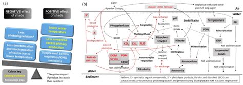 A Trade Offs Of Riparian Shade B Conceptual Biogeochemical Process Download Scientific