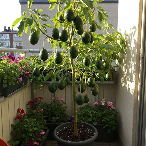 Cosechas Productivas Cultivar Aguacates En Macetas Es Una Excelente