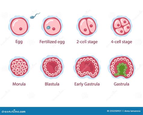 The Stages Of Segmentation Of A Fertilized Ovum Stock Vector Illustration Of Biology Zygote