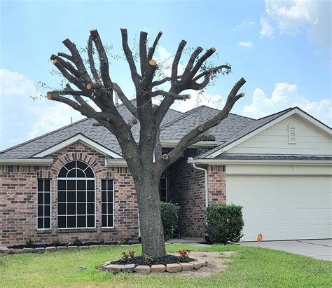 Tree Topping The Pros And Cons Texas Tree Care Blog