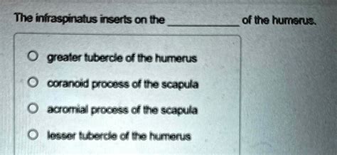 The Infraspinatus Inserts On The Of The Humerus O Greater Tubercle Of The Humerus O Coranoid
