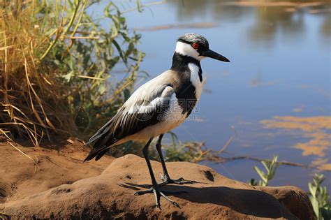 野生鸟类在栖息地高清图片下载 正版图片600532401 摄图网