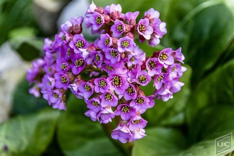 Бадан толстолистный (Bergenia crassifolia (L.) Fritsch) - лекарственное ...