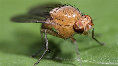 Scientists Genetically Modify Sexual Fruit Fly To Reproduce Asexually The Hindu