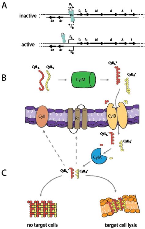 Structure Function And Biology Of The Enterococcus Faecalis Cytolysin Pmc