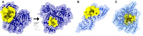 Protein Binding Pockets Surface Representation Of Binding Pockets
