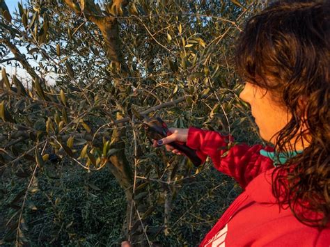 Premium Photo Woman In Red Pruning An Olive Tree With Electric Shears
