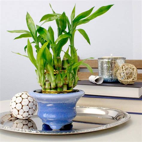 21 Creative Bamboo Decor Ideas For A Stylish Home