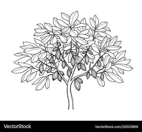 Cocoa Tree Ink Sketch Royalty Free Vector Image
