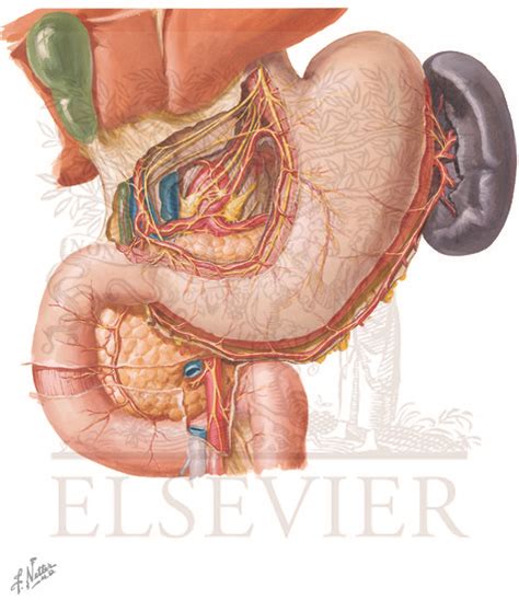 Innervation Of Stomach And Duodenum Autonomic Innervation Of Stomach And Duodenum