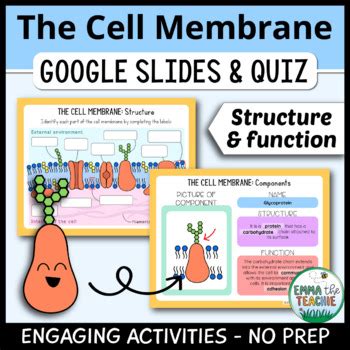 Cell Membrane Digital Activities Quiz Structure Function Of Cell Membrane