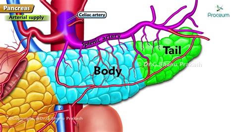 Pancreas Anatomy Pancreas Anatomy Qa