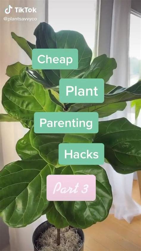 Схема для живой изгороди боксовый куст и туя